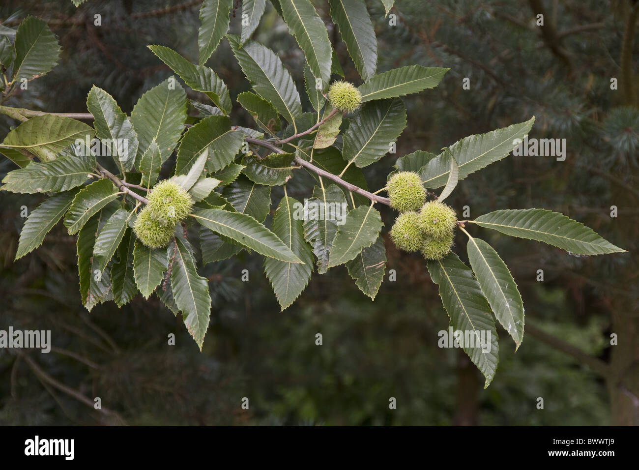 Maturing fruits hi-res stock photography and images - Alamy