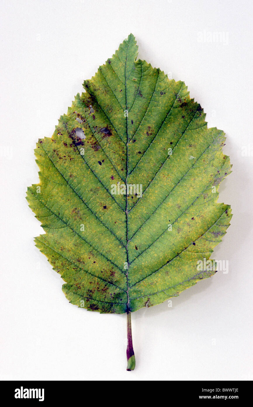 Grey Alder (Alnus incana), leaf in autumn colours, studio picture Stock ...