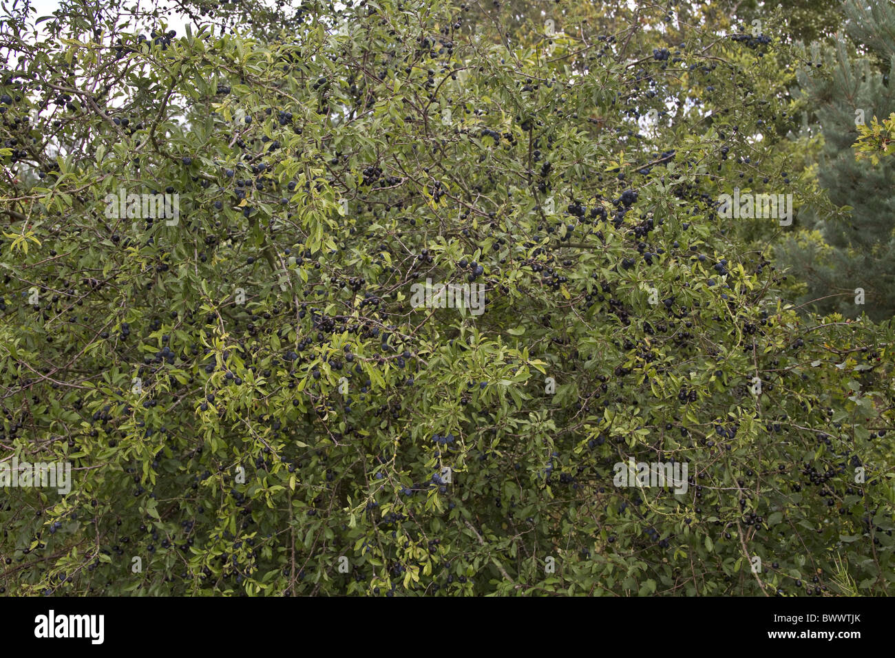 Blackthorn hedge autumn hi-res stock photography and images - Alamy