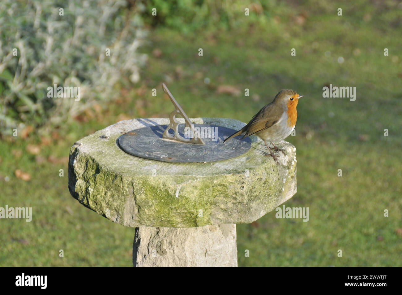 European Robin (Erithacus rubecula) adult, perched on sundial in garden ...