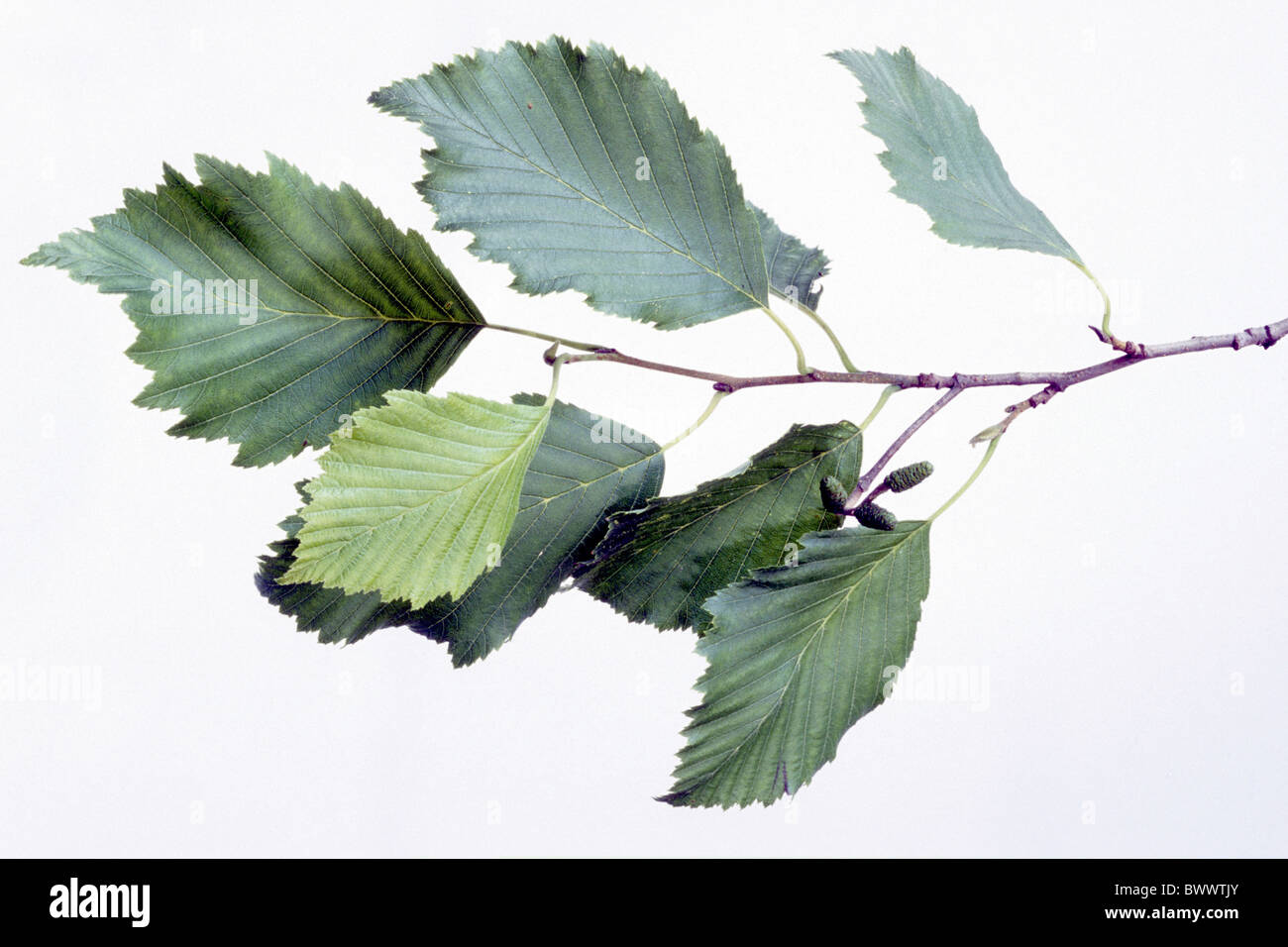 Grey Alder (Alnus incana), twig with leaves, studio picture Stock Photo ...