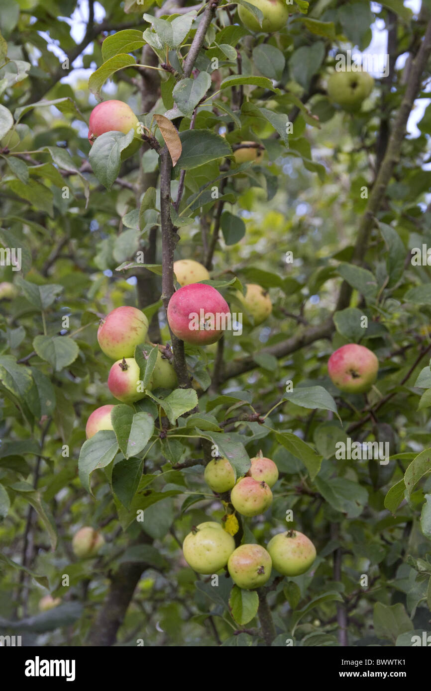 Crab apple autumn fruits hi-res stock photography and images - Alamy