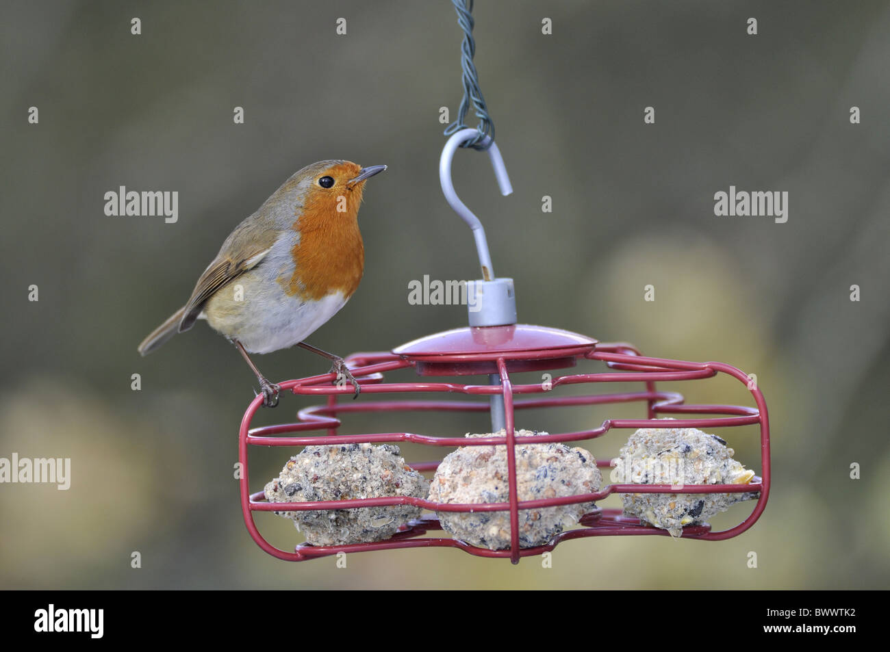 Fat ball robin hi-res stock photography and images - Alamy