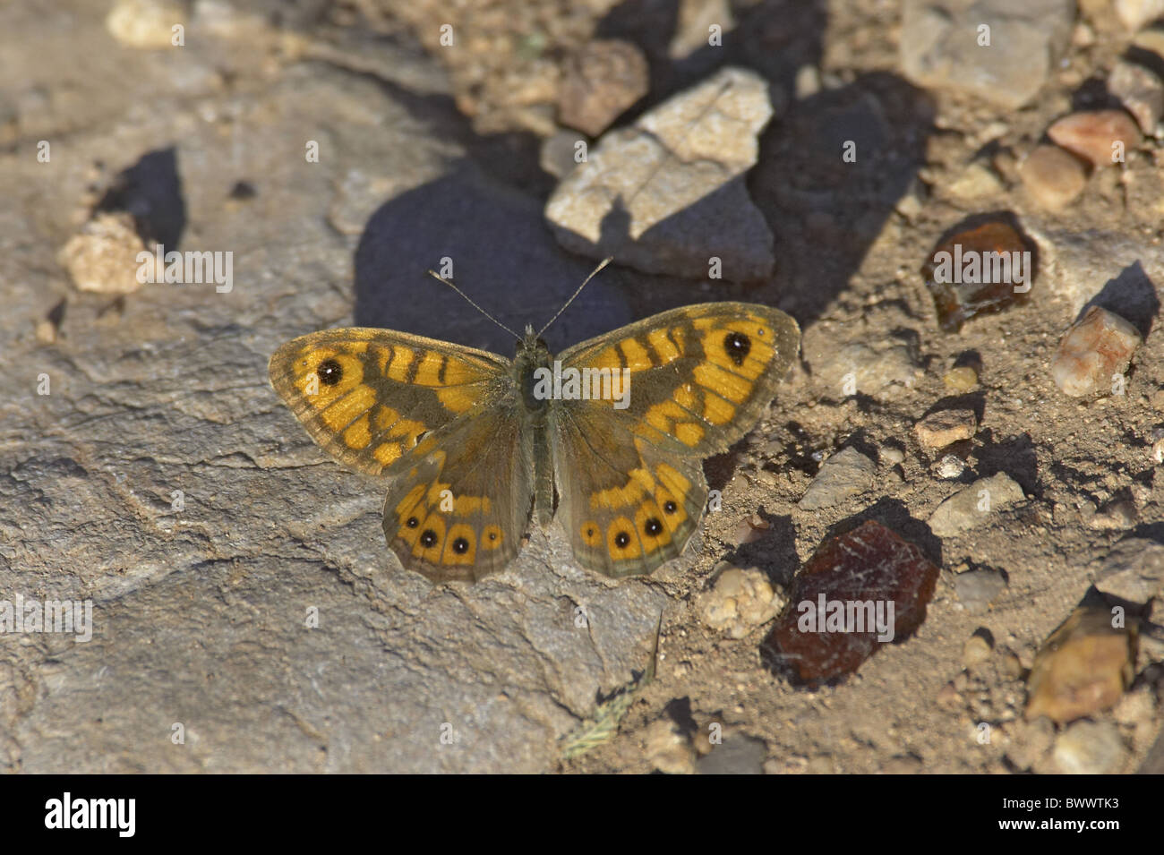 Spring wings colour insects insect butterflies butterfly patterns ...