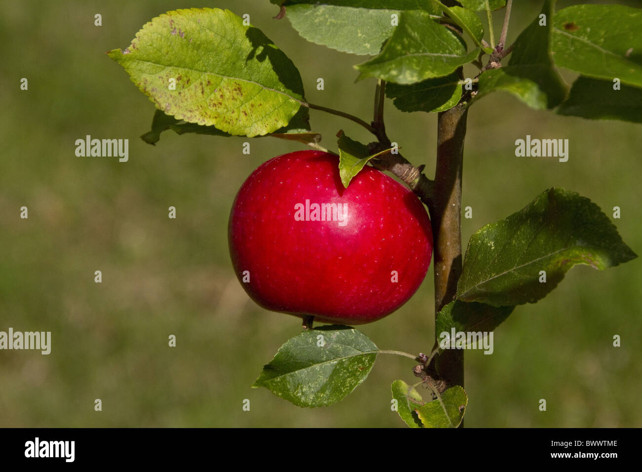 Discovery variety apples hi-res stock photography and images - Alamy