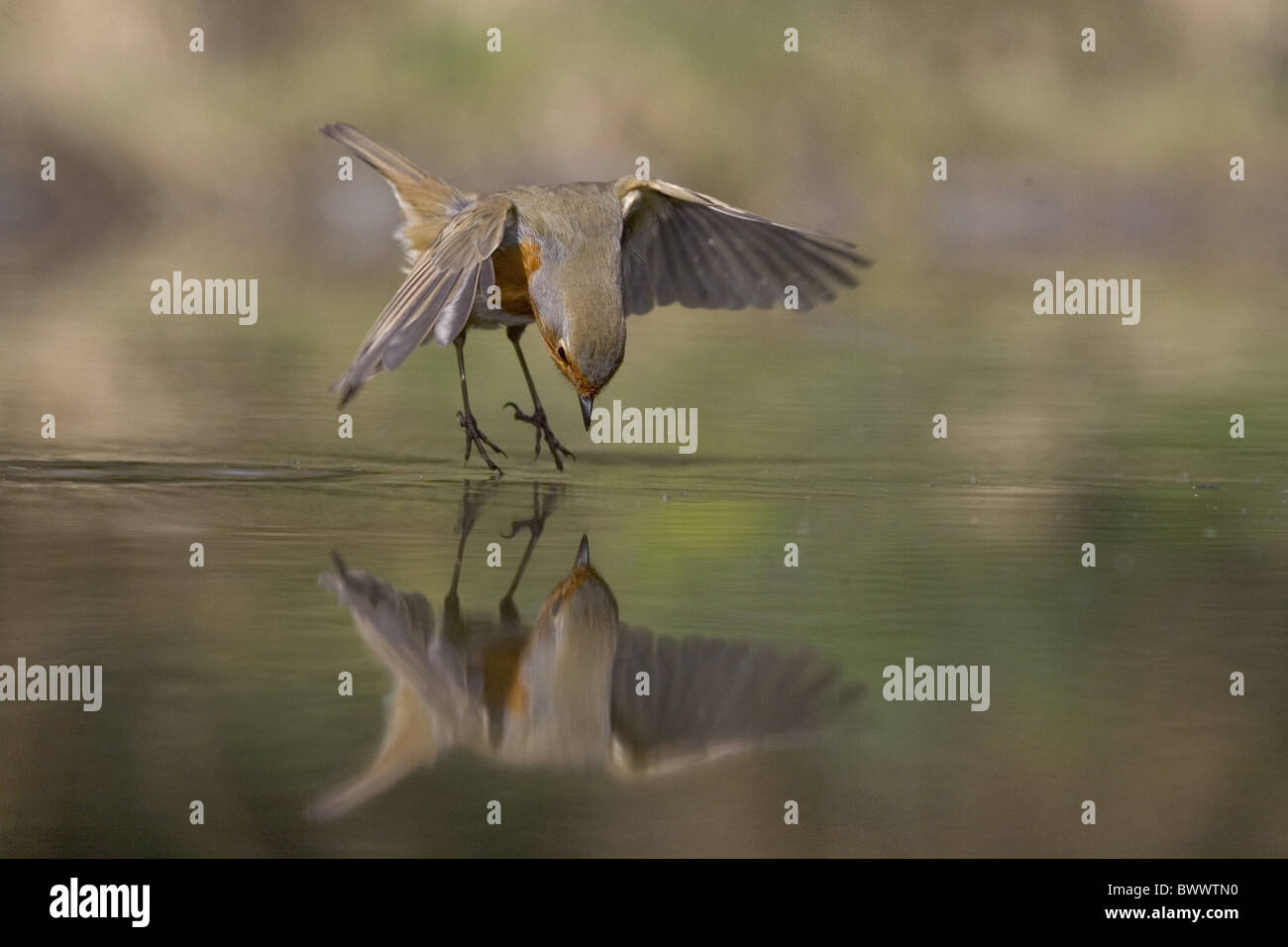 European Robin (Erithacus rubecula) adult, in flight, over garden pond ...