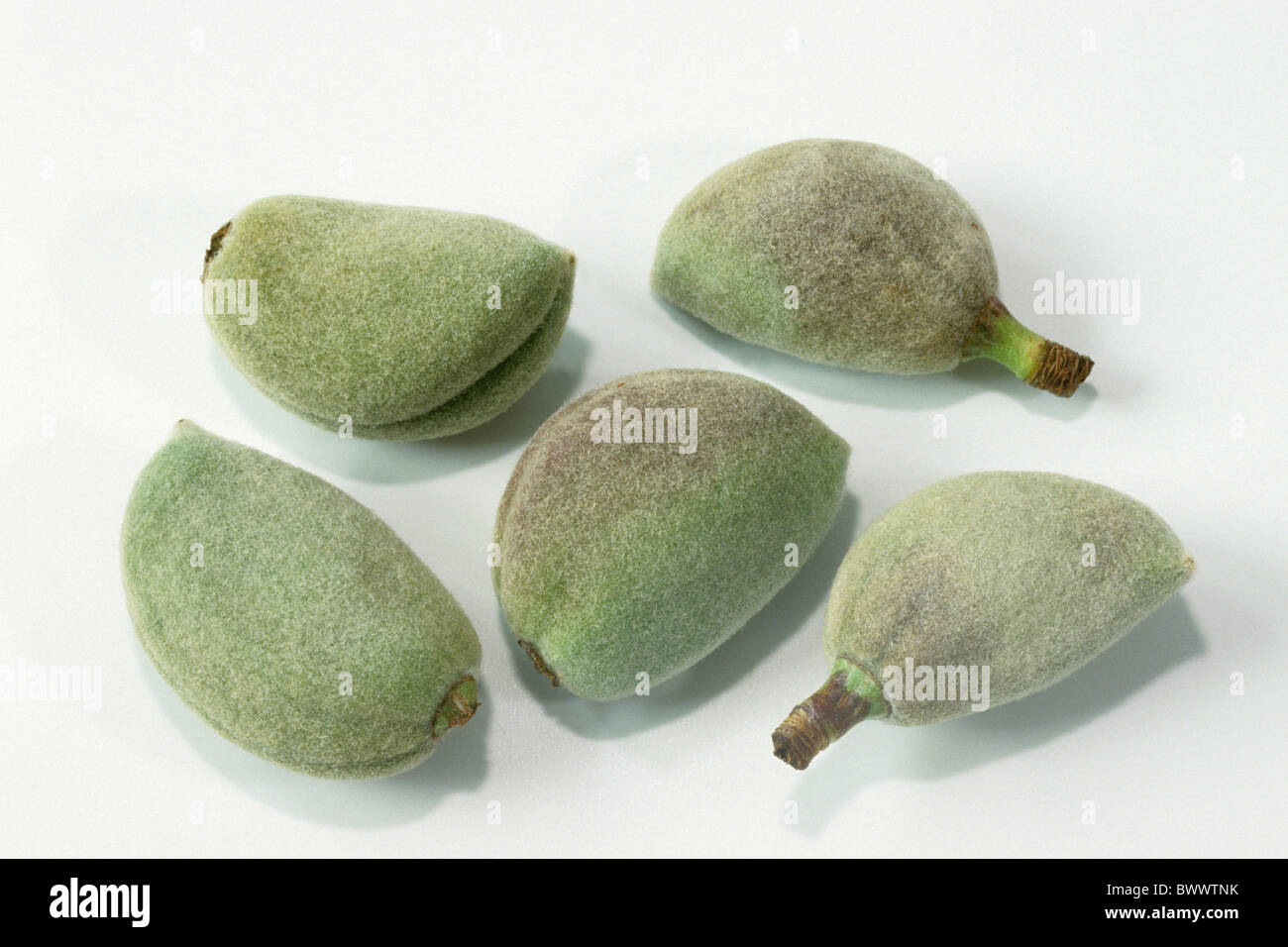 Common Almond (Prunus dulcis var. dulcis, Prunus amydalus). Unripe ...