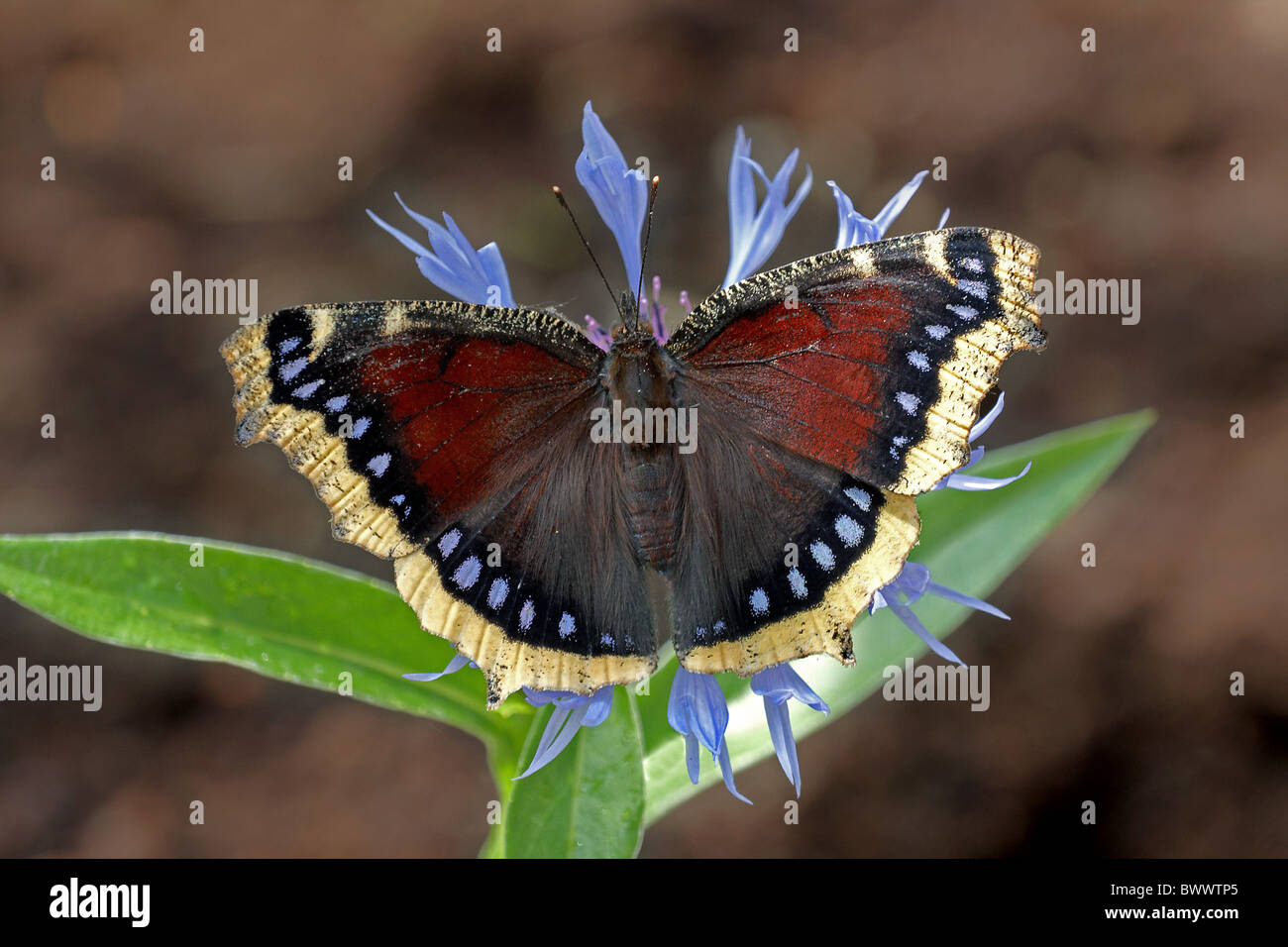 Invertebrates Butterfly