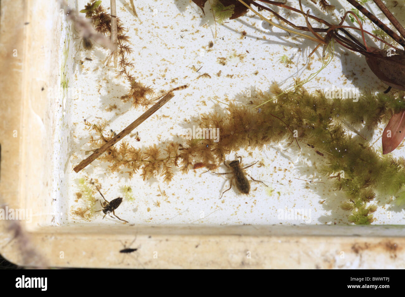 pond dip dipping net netting catch catching look looking wild wildlife ...