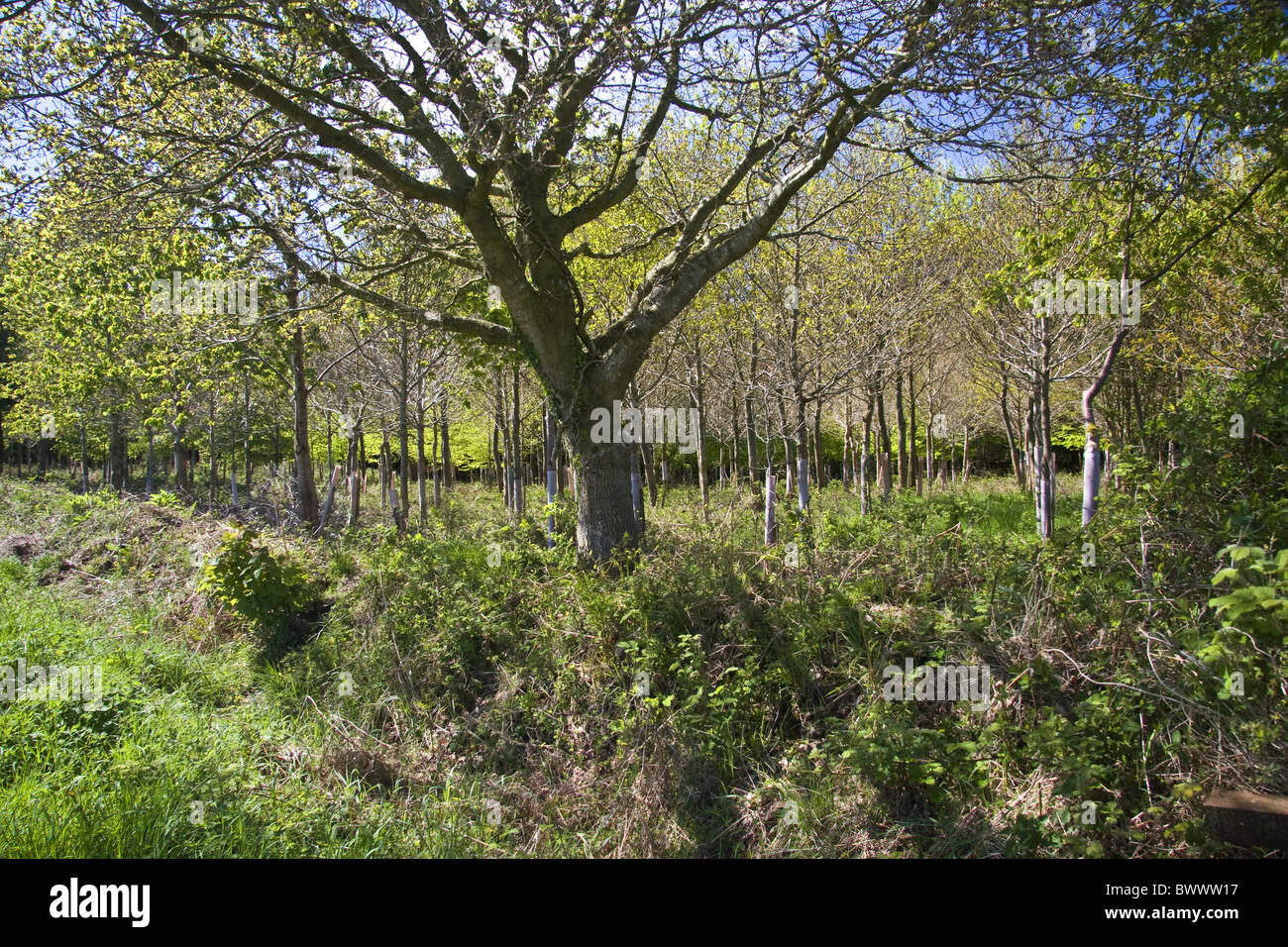 britain british england english europe european tree trees woodland ...