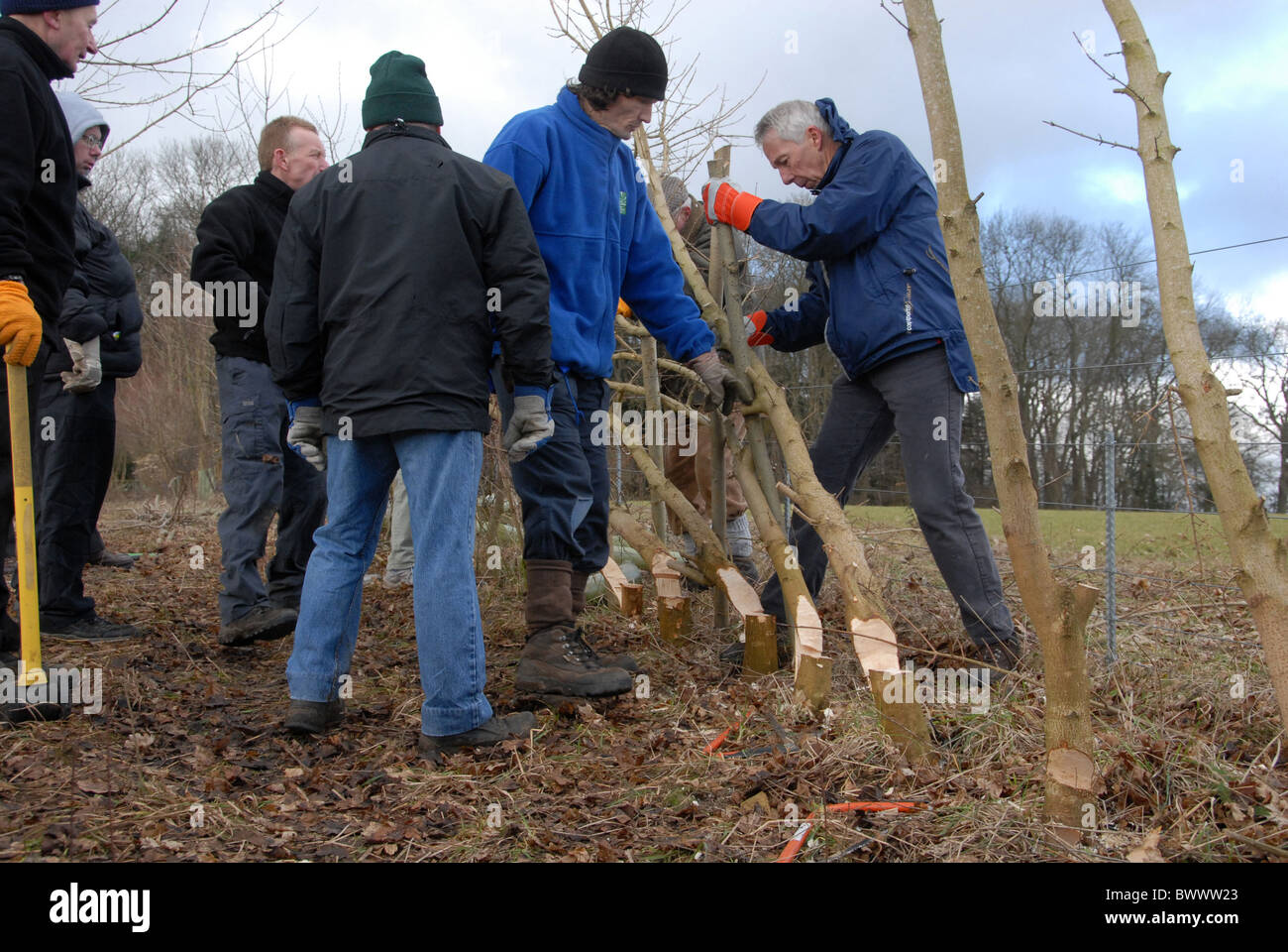 hedgelaying volunteers volunteer hedge hedges trust land conservation ...