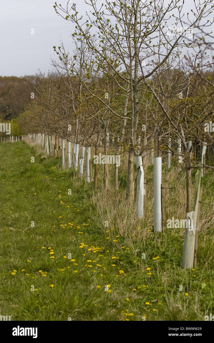 britain british conservation conserve england english europe european ...