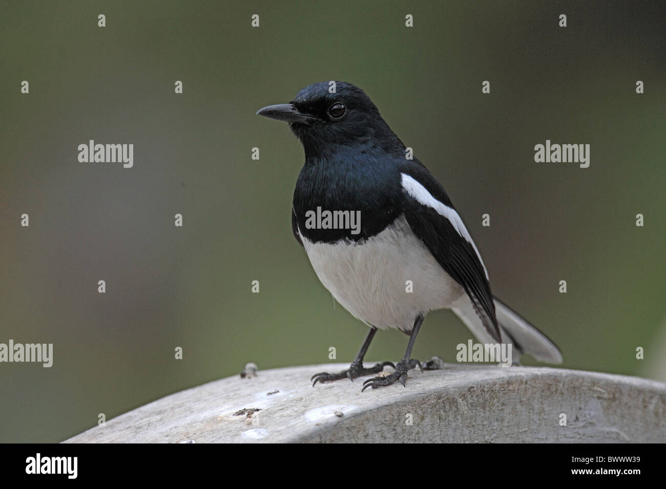 Oriental Magpie-robin (Copsychus saularis) adult male, breeding plumage ...