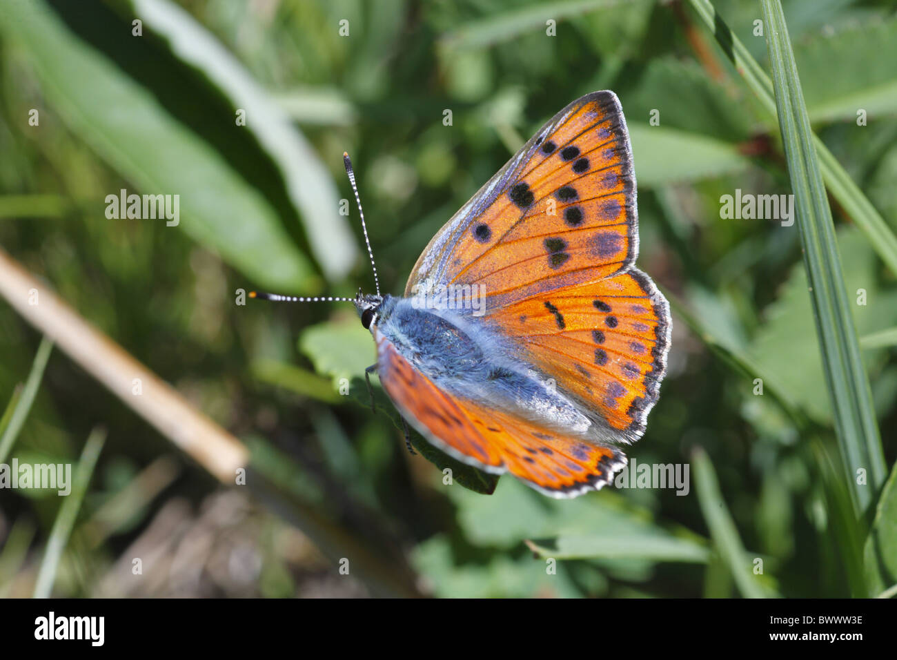 France French Pyrenees natural wild wildlife environment environmental ...