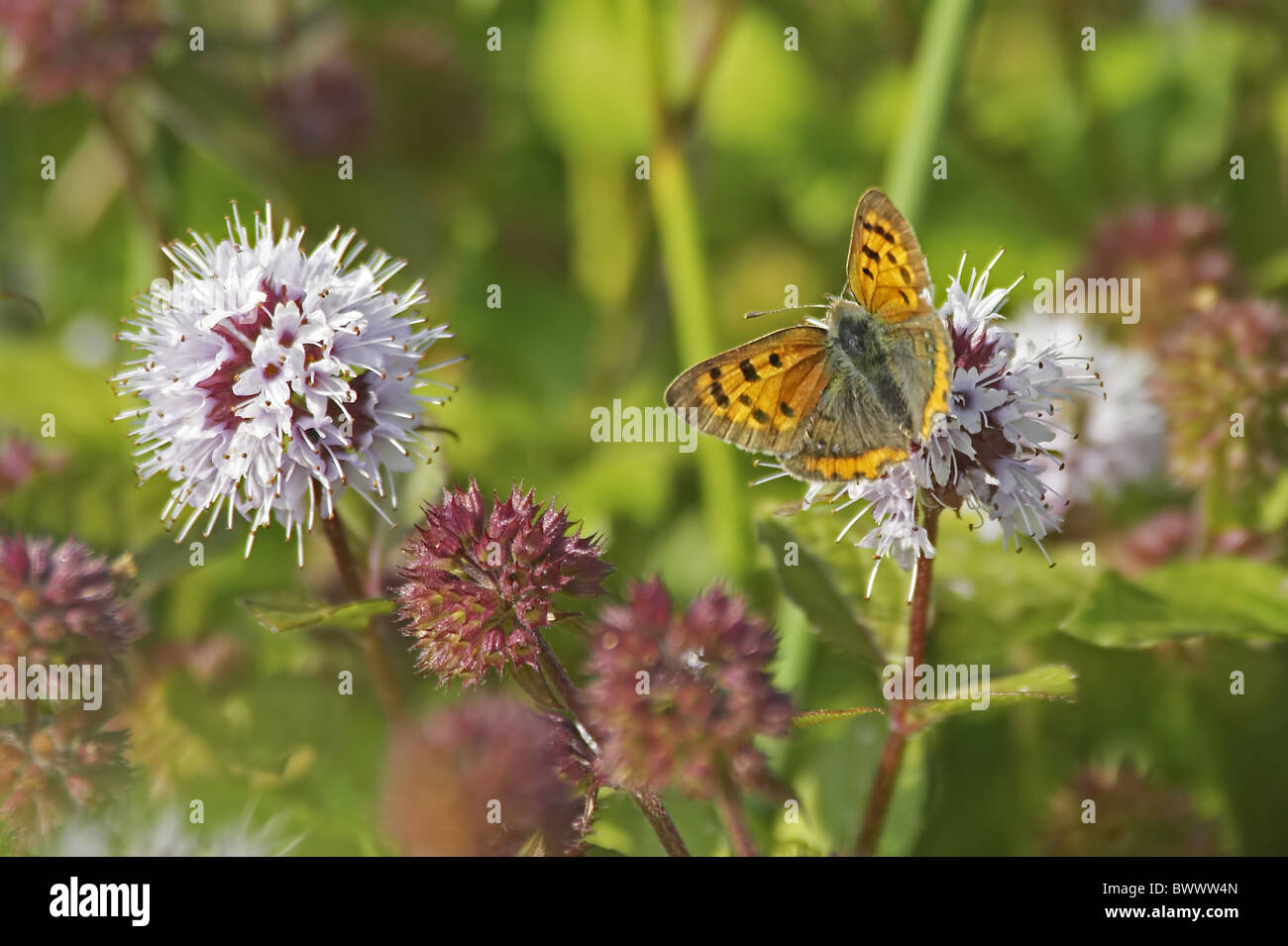 Lycaenidae copper butterflies copper colour wings butterflies antenna ...