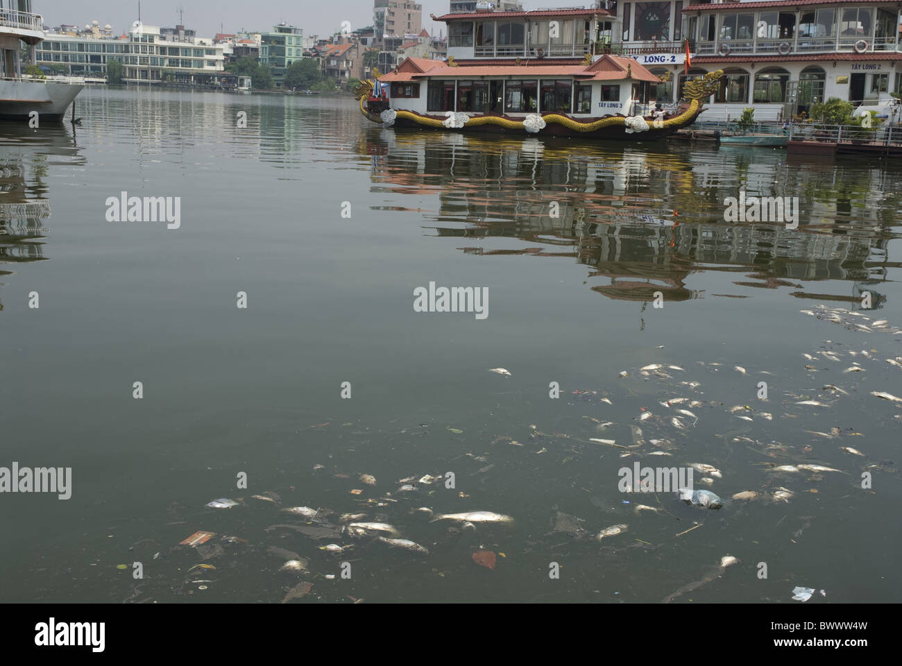 Dead Fish Pollution West Lake Tay Ho Hanoi Vietnam destroy destroys ...
