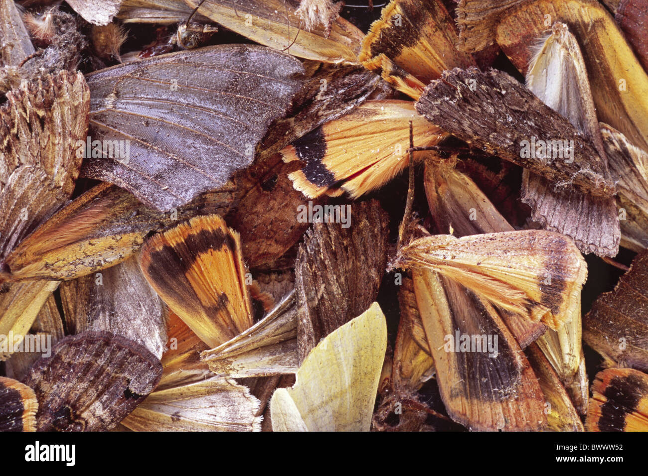 wing moth bat feed feeding barn remains large yellow underwing dark ...