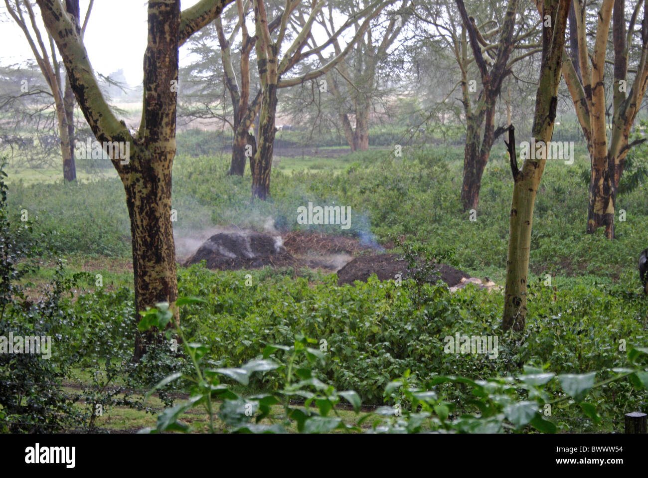 destroy destruction forest forests wood woods woodland woodlands ...