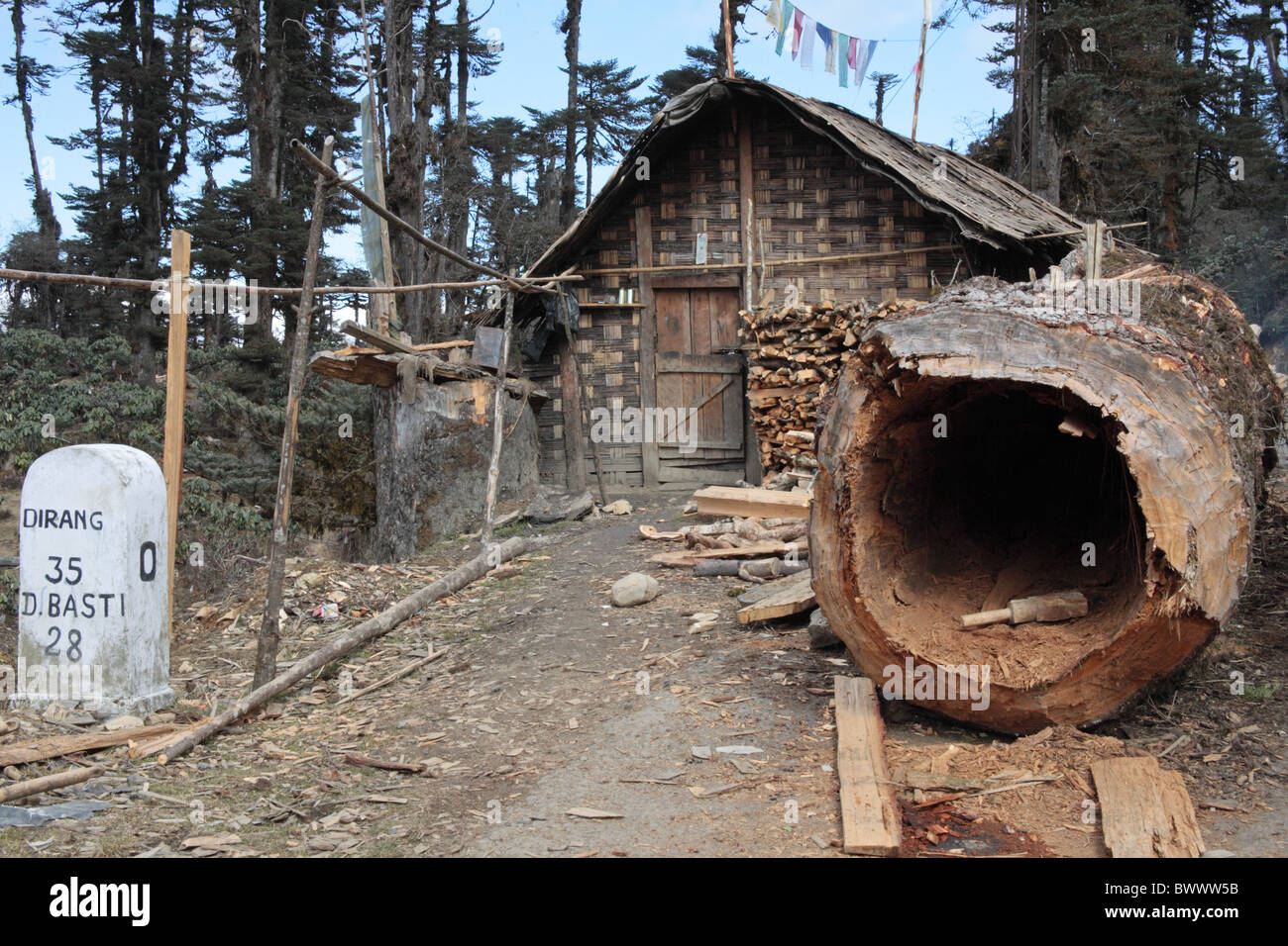 logging environment destroy destruction forest forests wood woods ...
