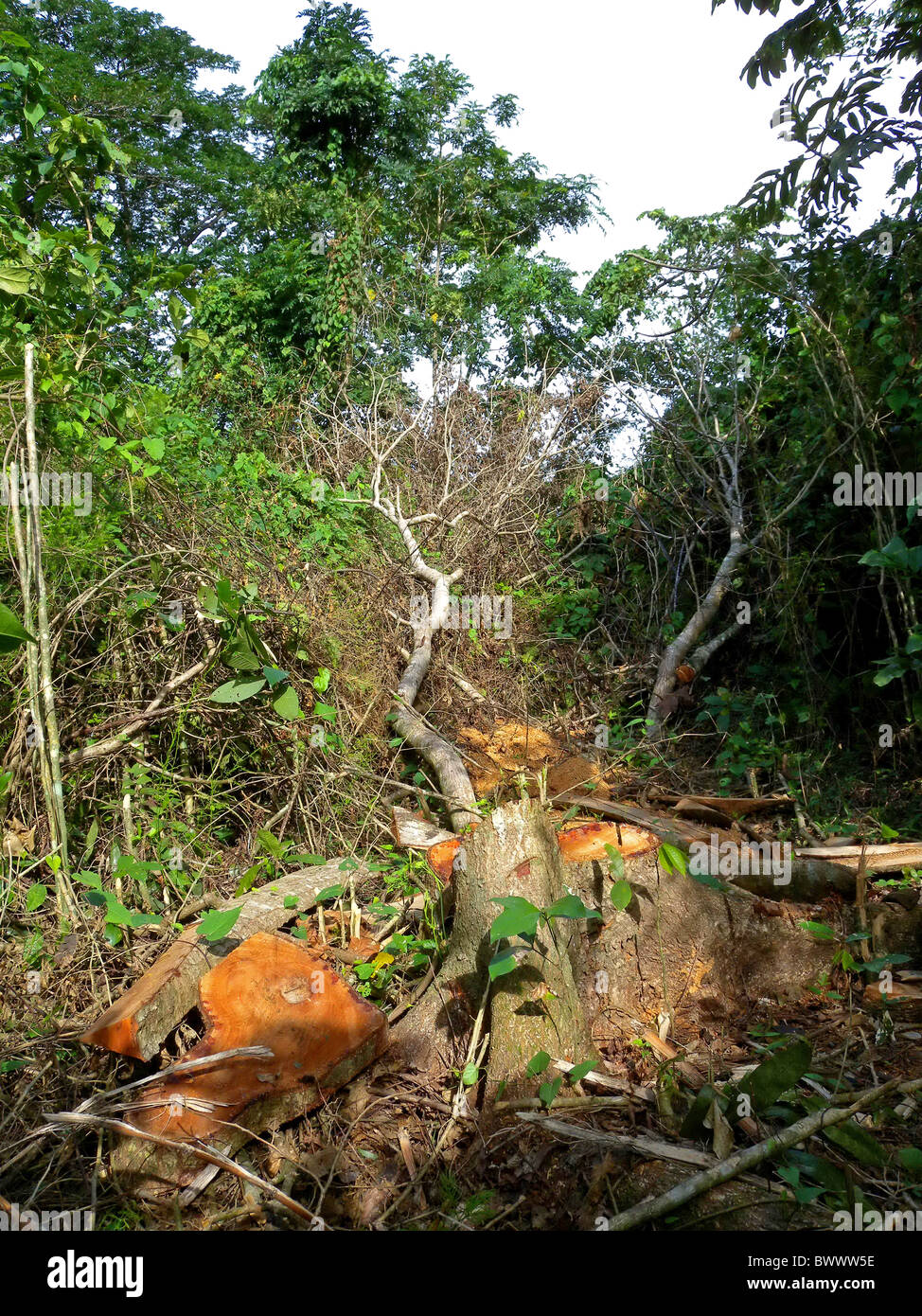 destroy destruction forest forests wood woods woodland woodlands ...