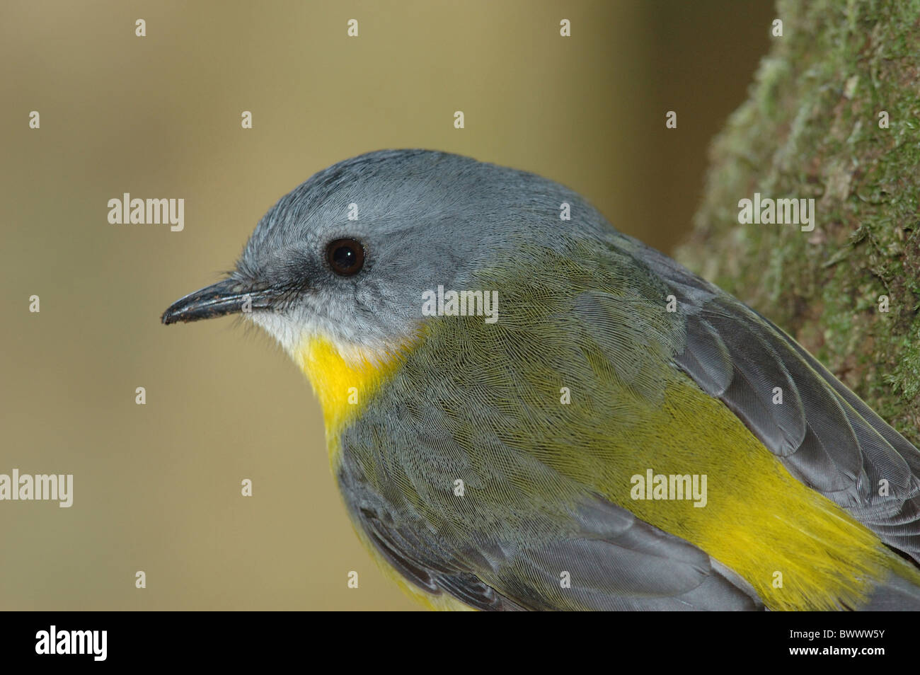 Eastern Yellow Robin (Eopsaltria australis) close-up of adult, O ...