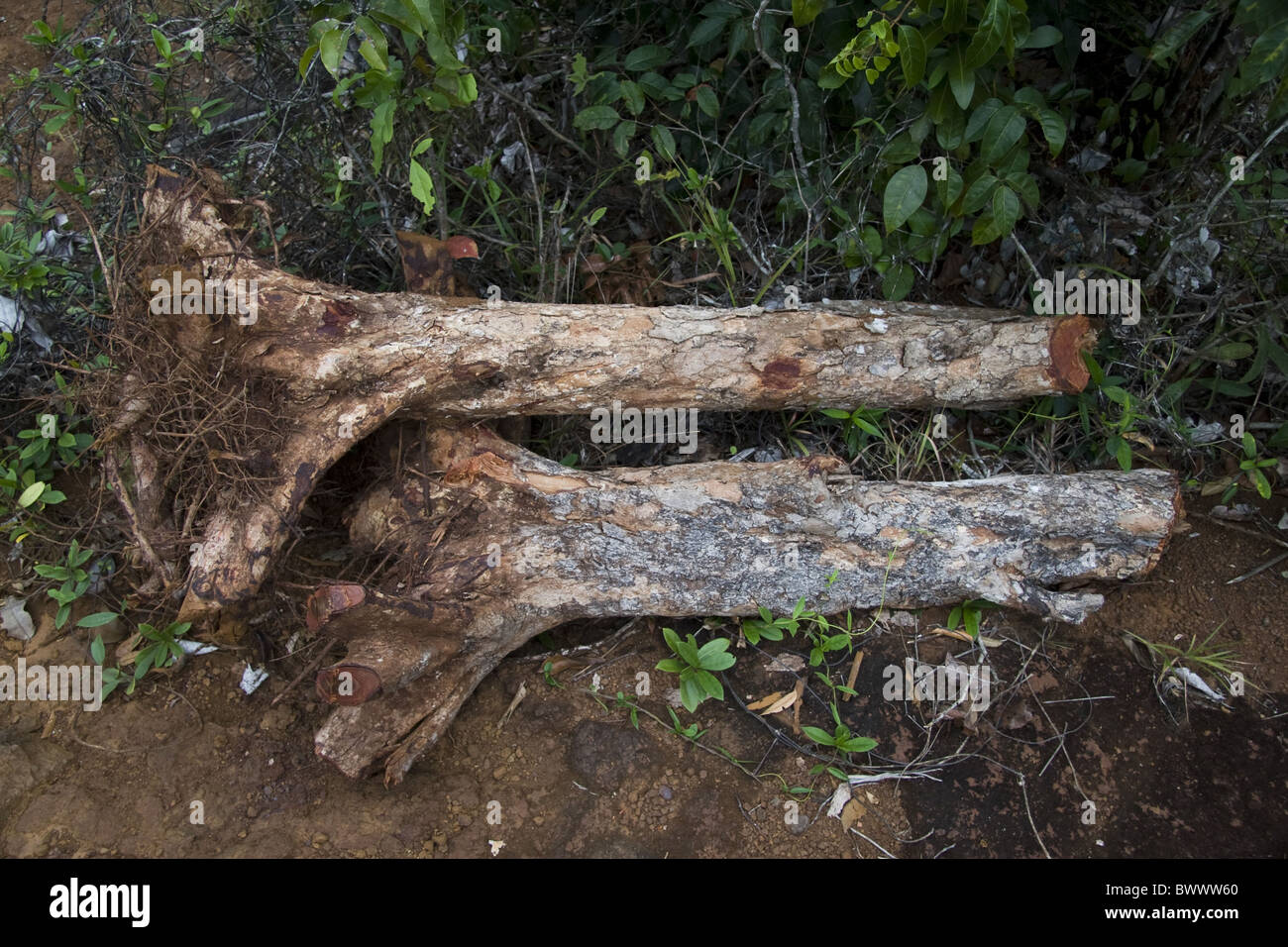 Protected from deforestation hi-res stock photography and images - Alamy