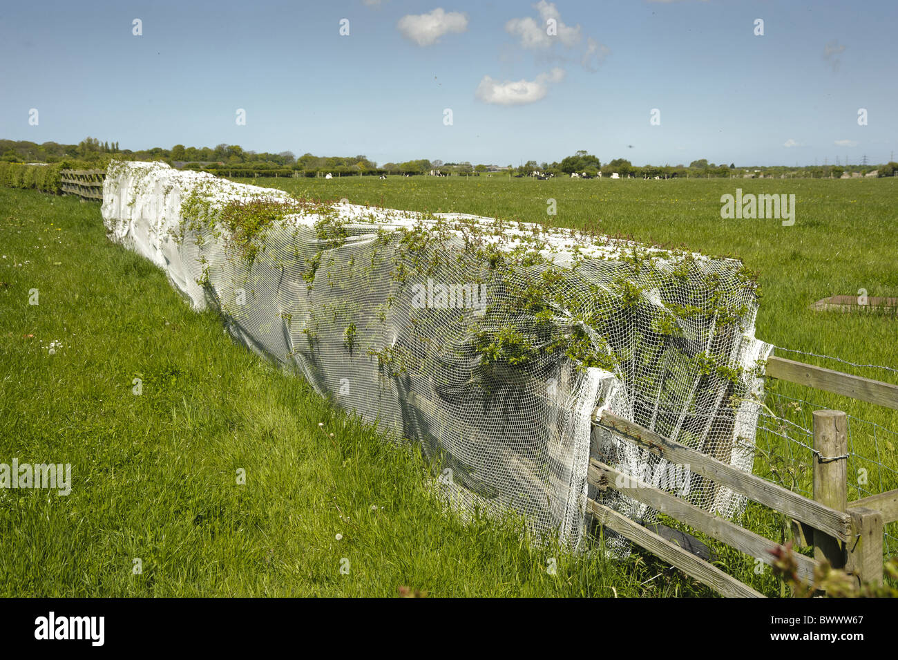 Hedge covered netting prevent birds nesting prior Stock Photo - Alamy Hedge covered netting prevent birds nesting prior Stock Photo - Alamy