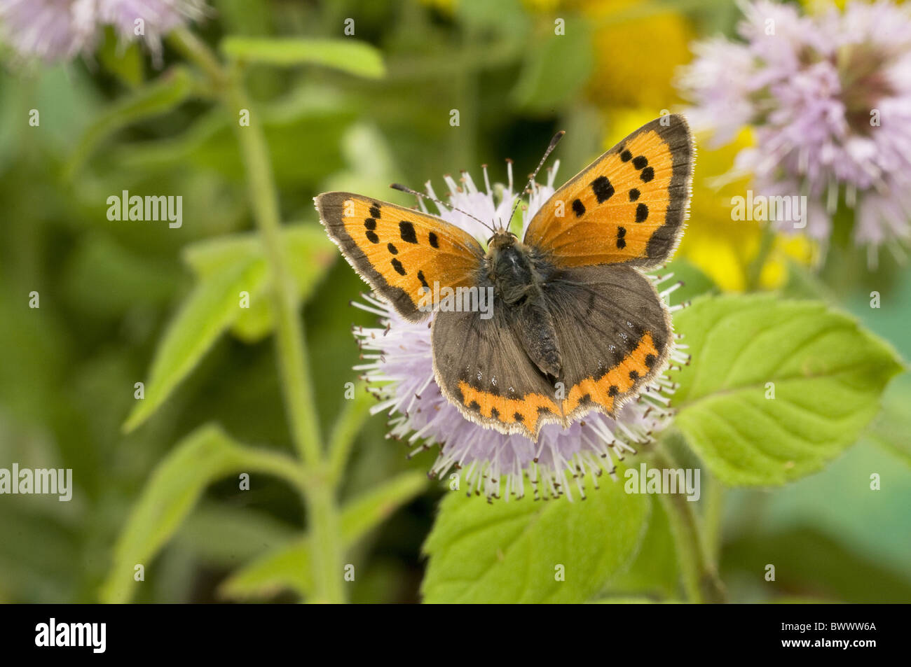 animal animals butterfly butterflies insect insects invertebrate ...
