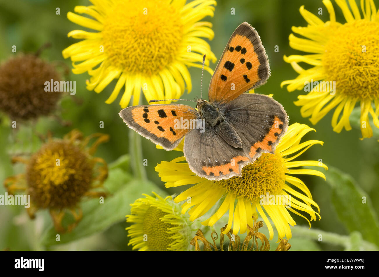 American coppers hi-res stock photography and images - Alamy