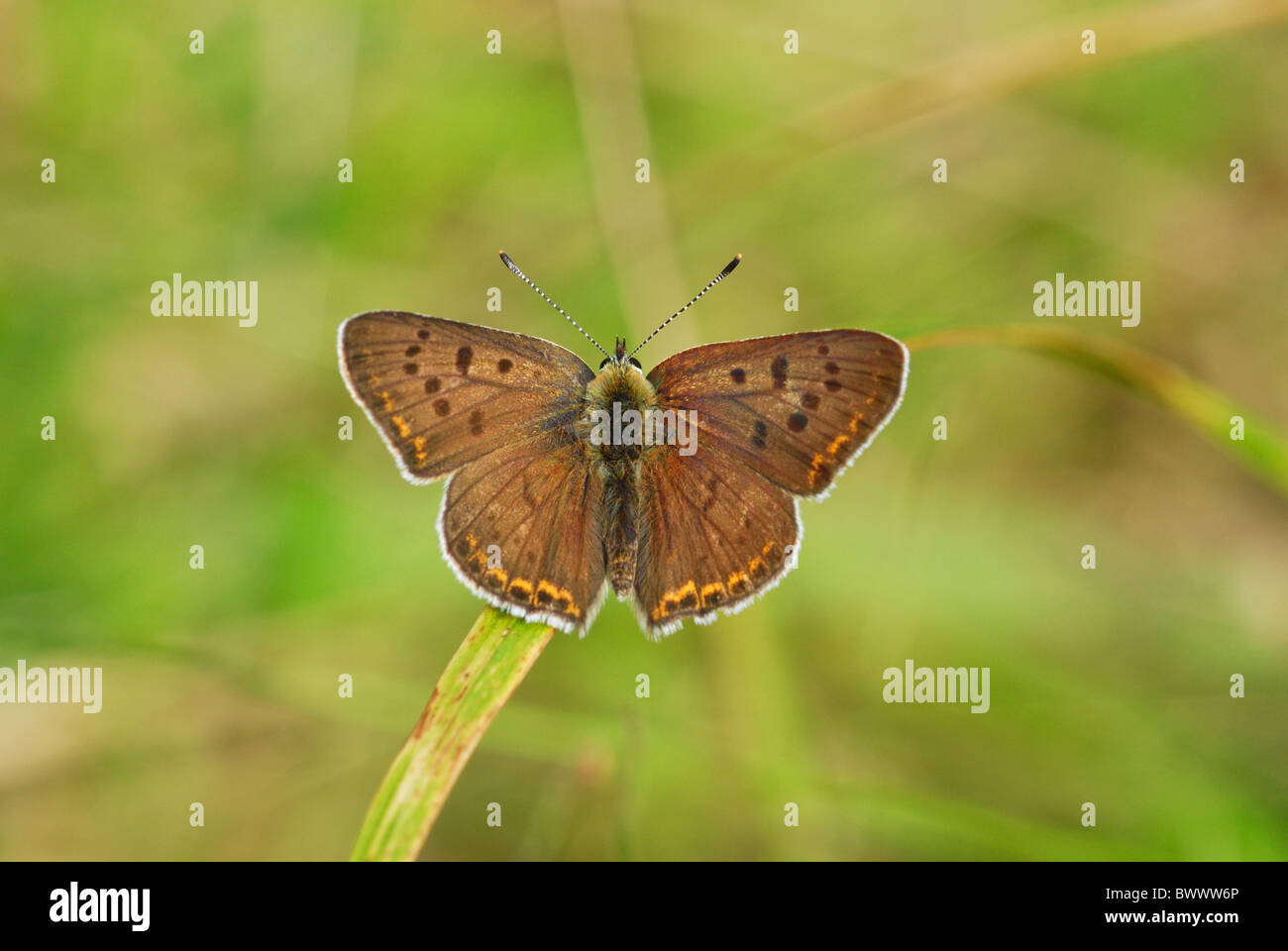 animal animals butterfly butterflies insect insects invertebrate ...