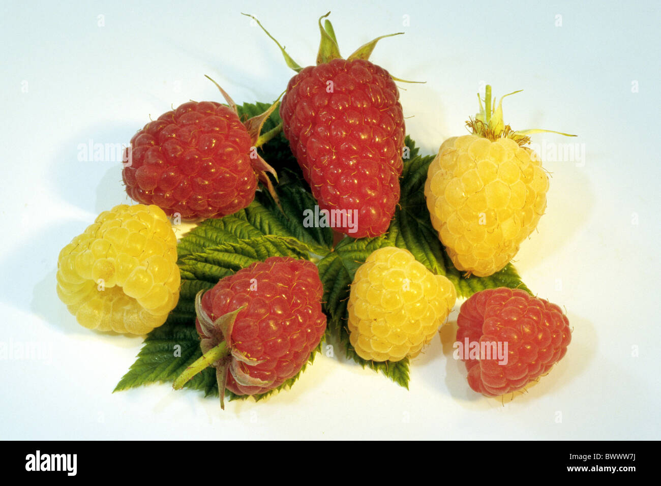 Shrub yellow berries hi-res stock photography and images - Alamy