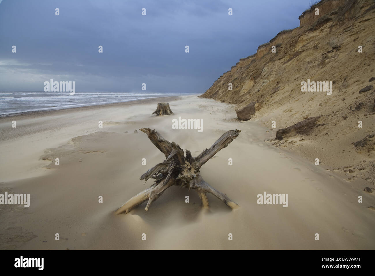 Coastal erosion, tree stumps on beach, having fallen over edge of ...