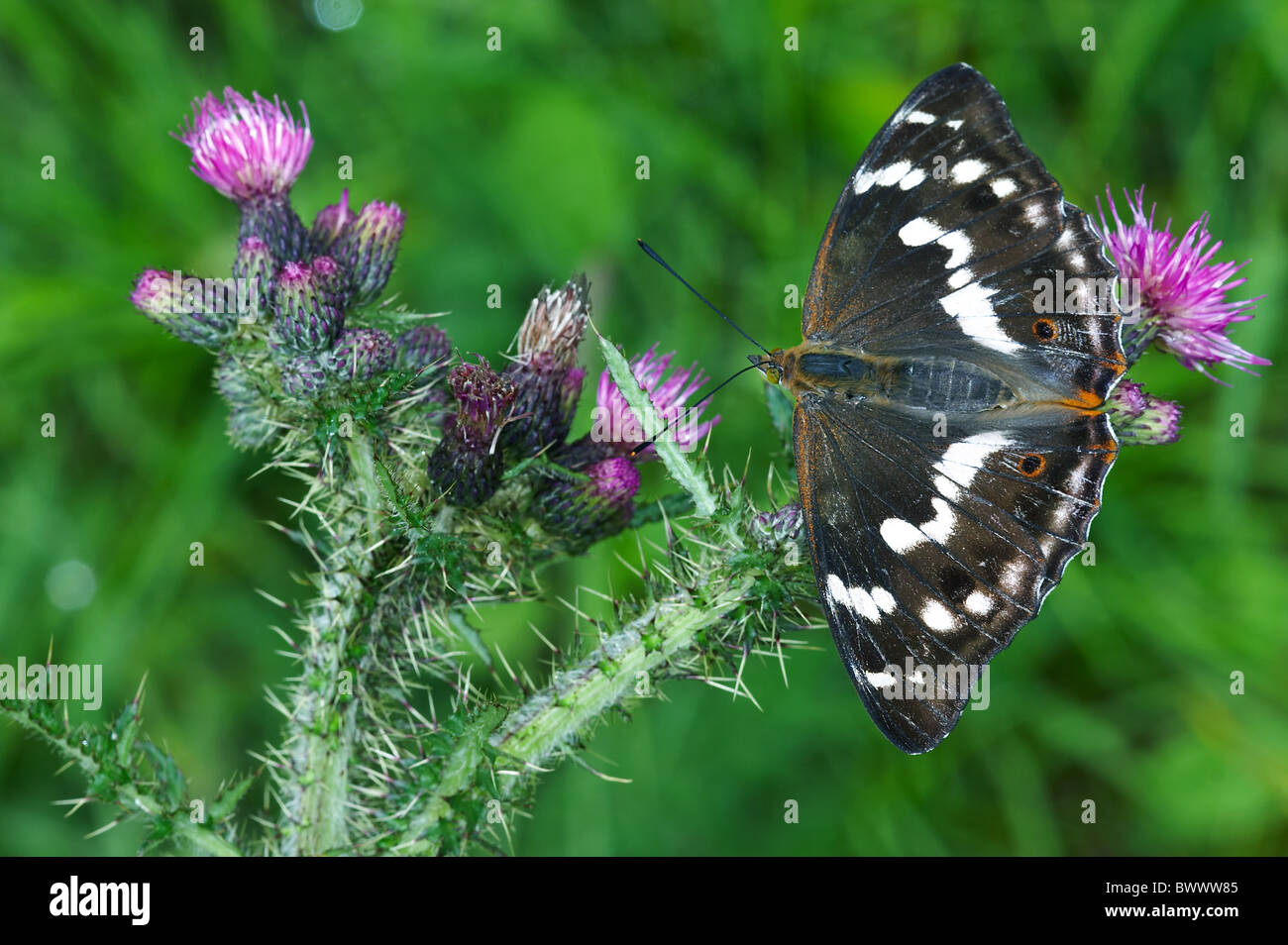 animal animals butterfly butterflies insect insects invertebrate ...