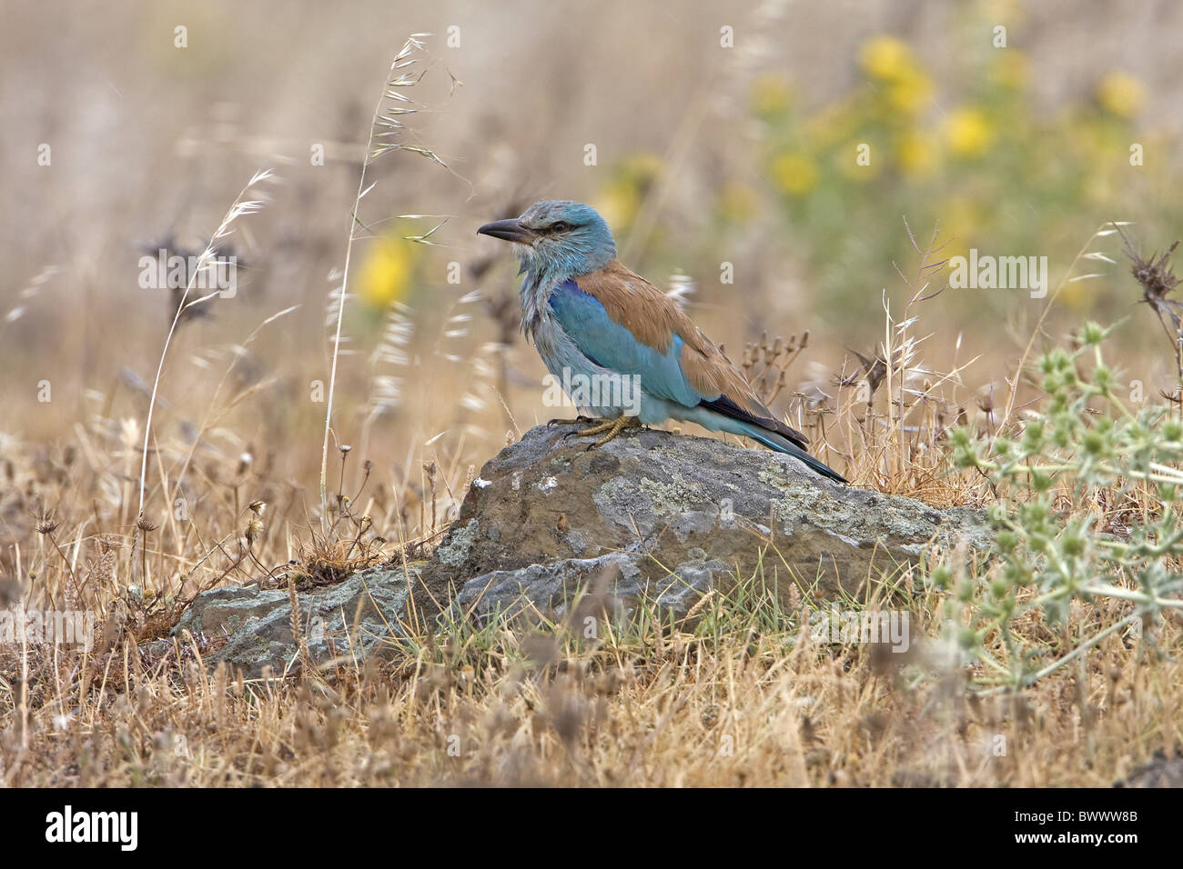 Perched on rock after rainfall hi-res stock photography and images - Alamy
