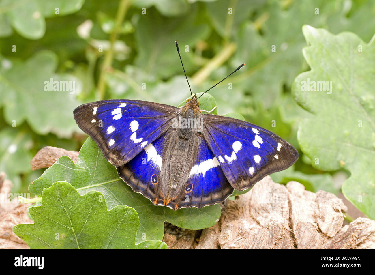 animal animals butterfly butterflies insect insects invertebrate ...