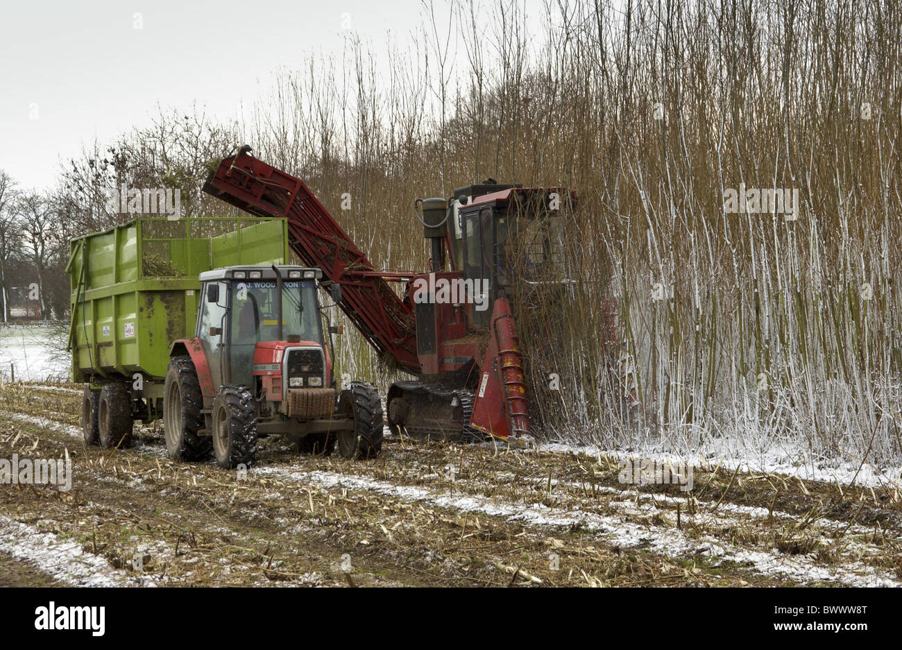 Short rotation coppice hi-res stock photography and images - Alamy