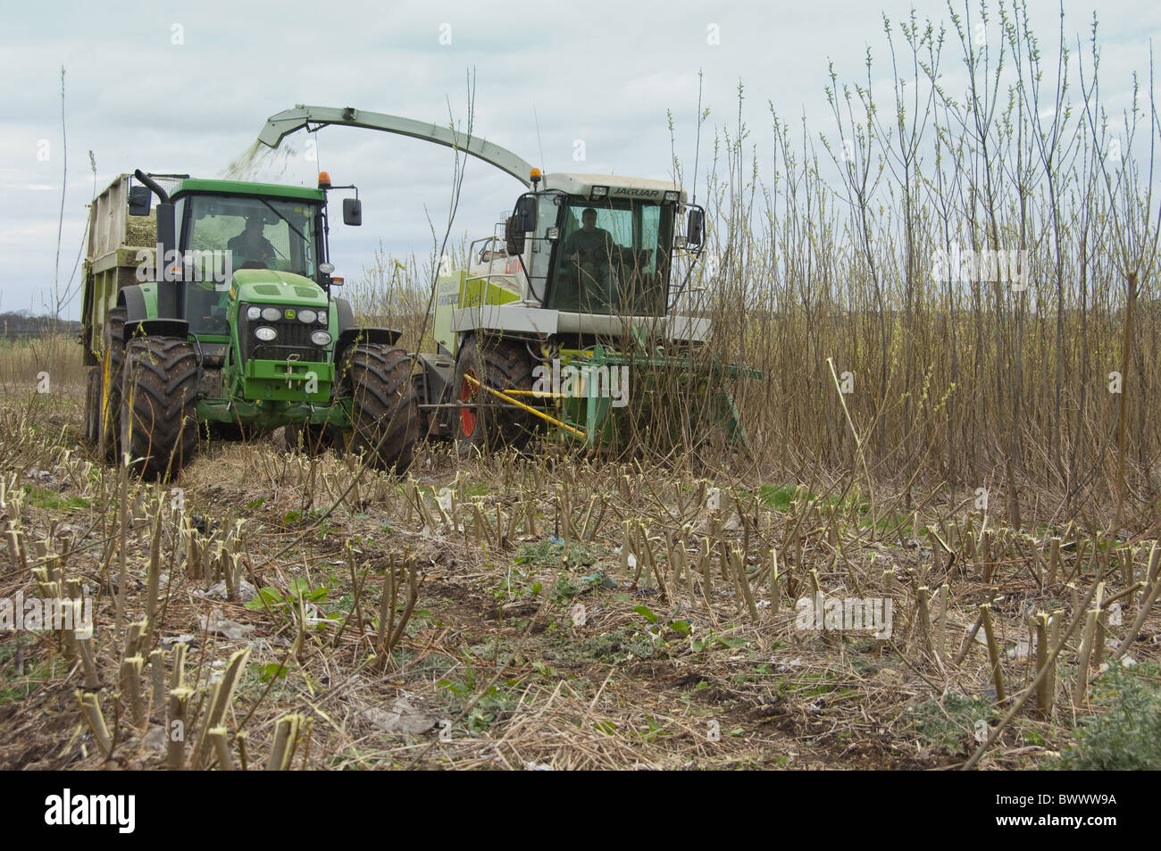 Willow harvesting bio-fuel energy power farm farms farming agriculture ...