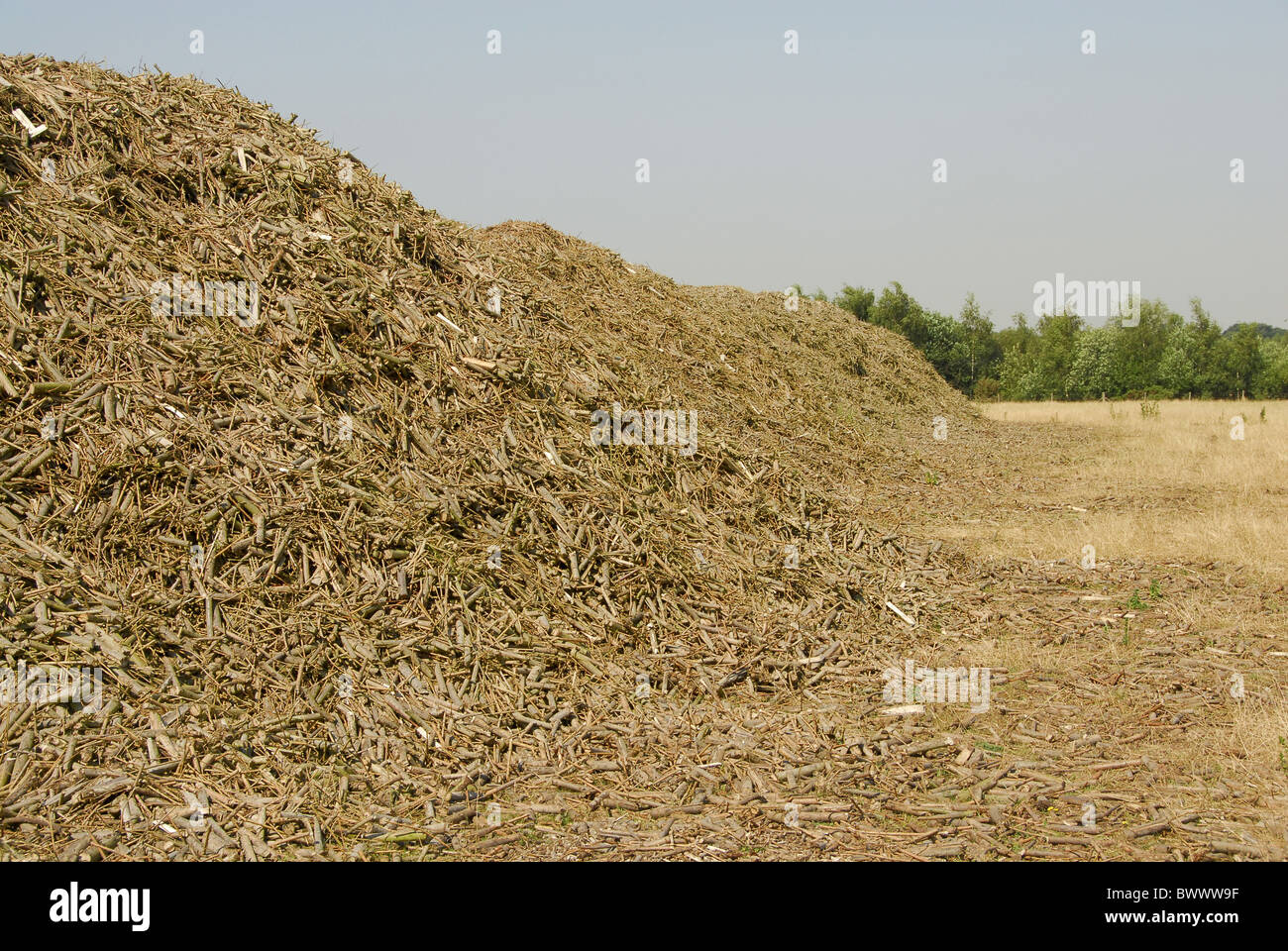 Biomass 500 tonne heap harvested willow coppice Stock Photo - Alamy
