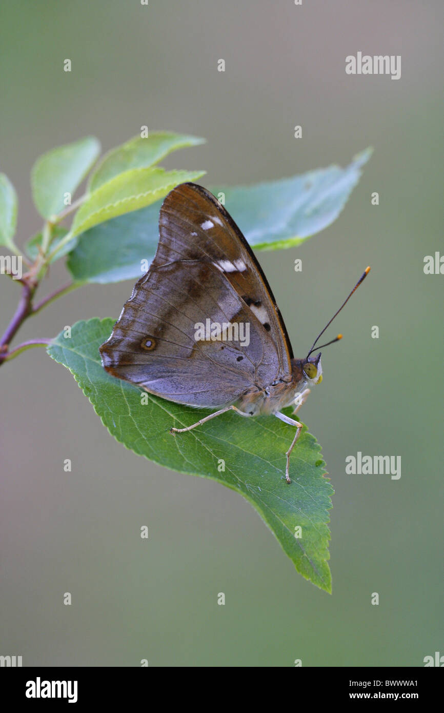 Lesser Purple Emperor Apatura ilia adult resting Stock Photo - Alamy