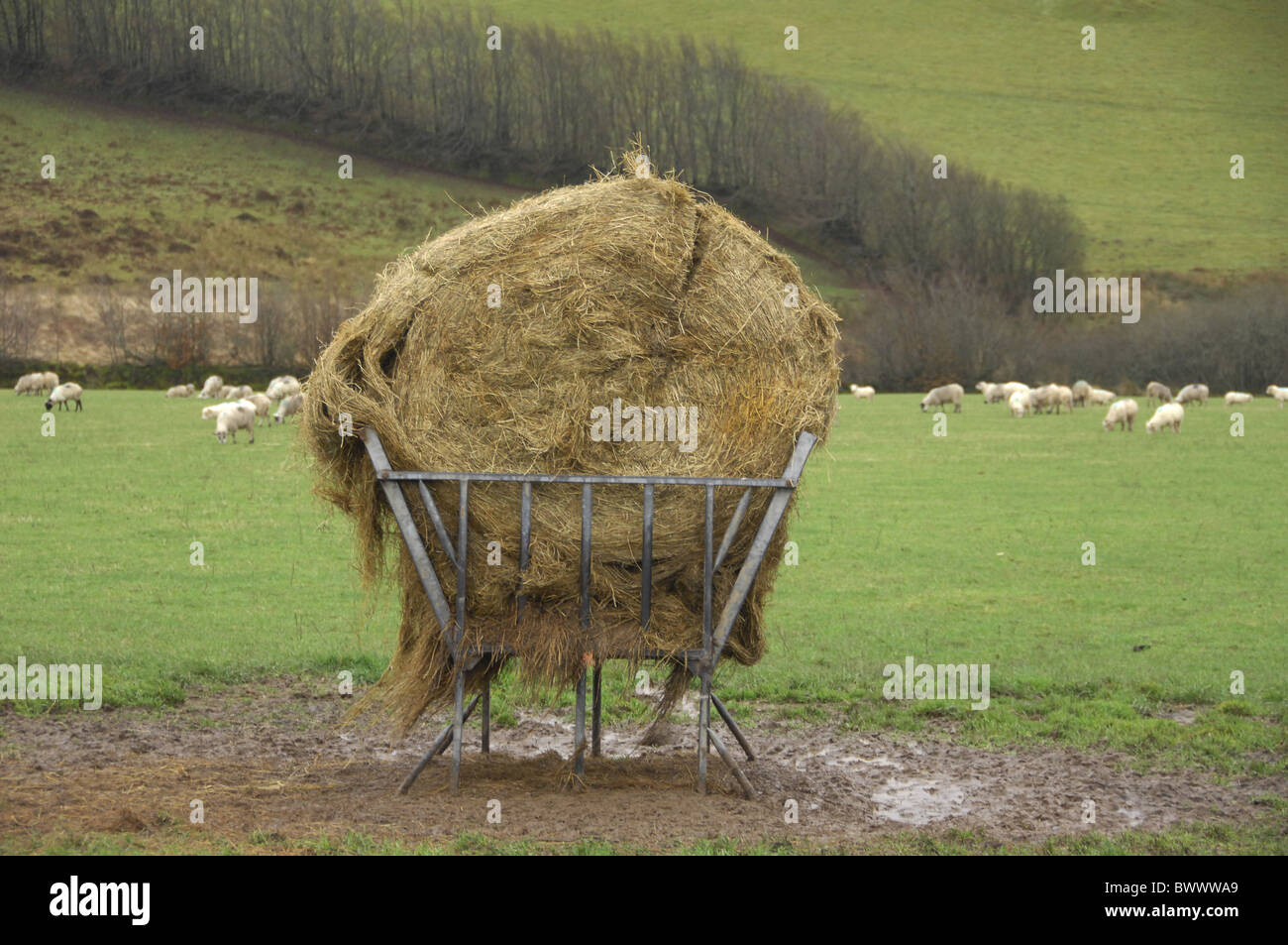 Bale silage into outside feeder sheep flock Stock Photo - Alamy