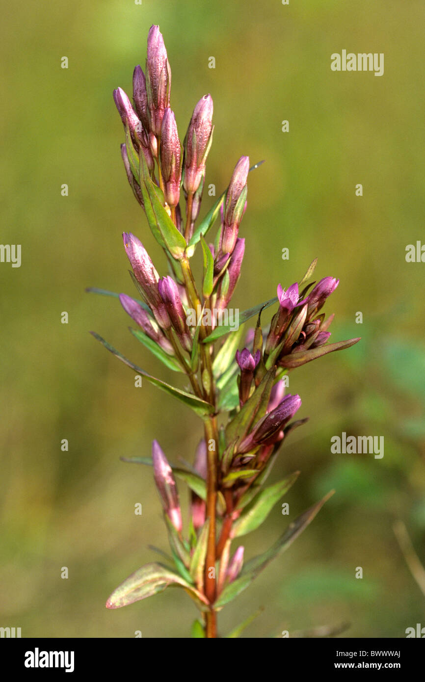 Autumn dwarf gentian hi-res stock photography and images - Alamy