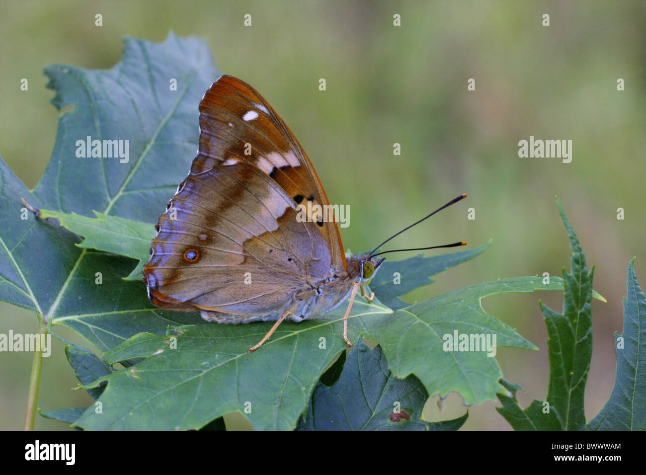 Lesser Purple Emperor Apatura ilia adult resting Stock Photo - Alamy