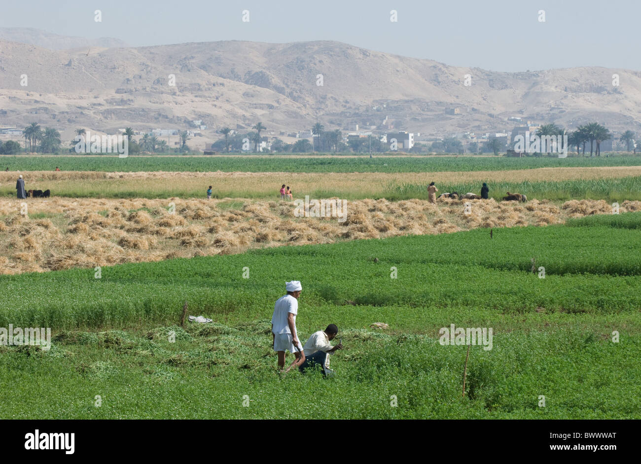 Egypt animal feed clover Farming West Bank Luxor farm farms farming ...