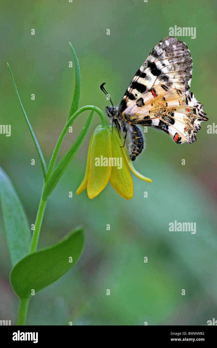Eastern Festoon (Zerynthia cerisy) adult, resting on Pelinensis ...