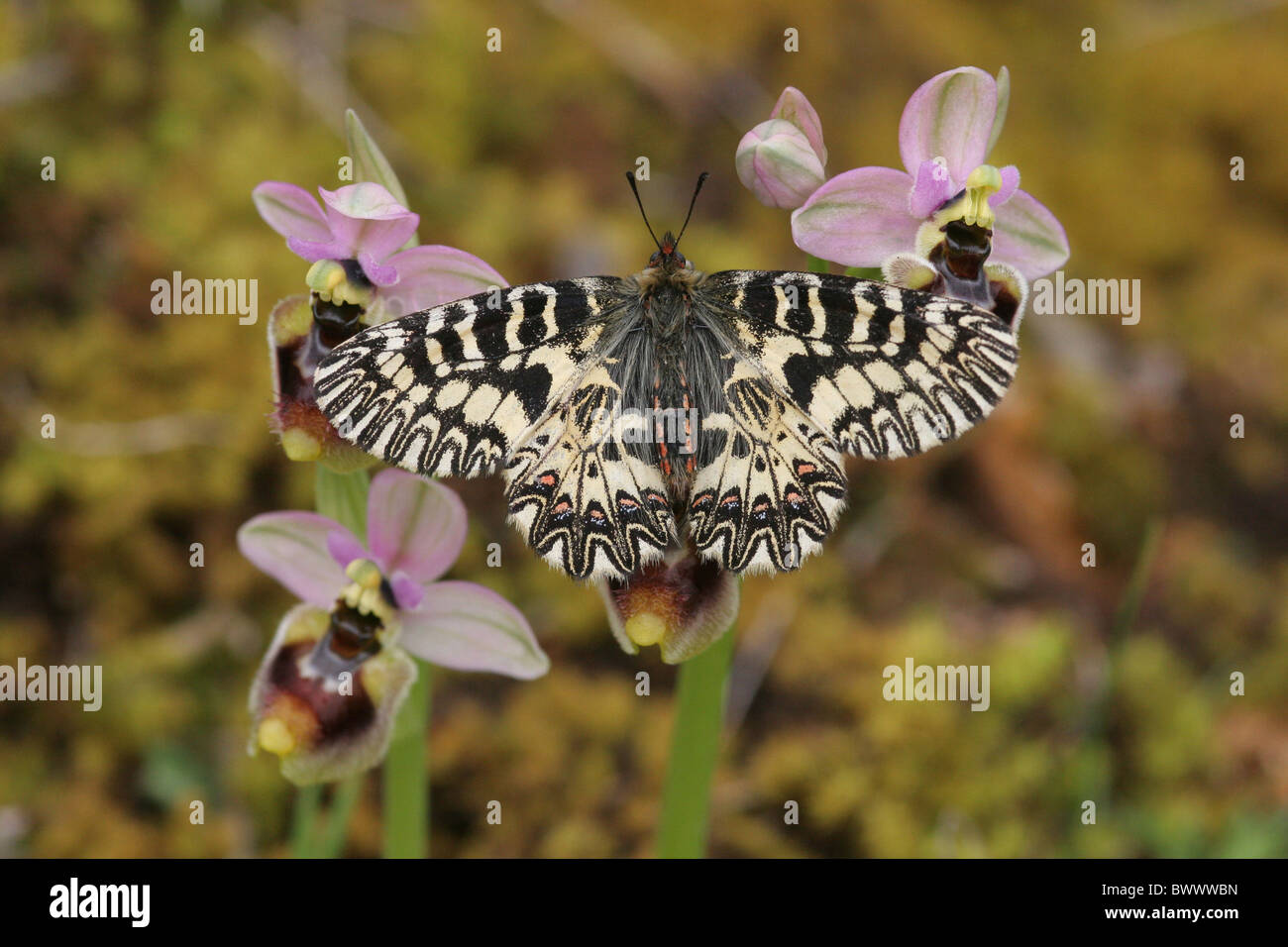 Festoons hi-res stock photography and images - Alamy