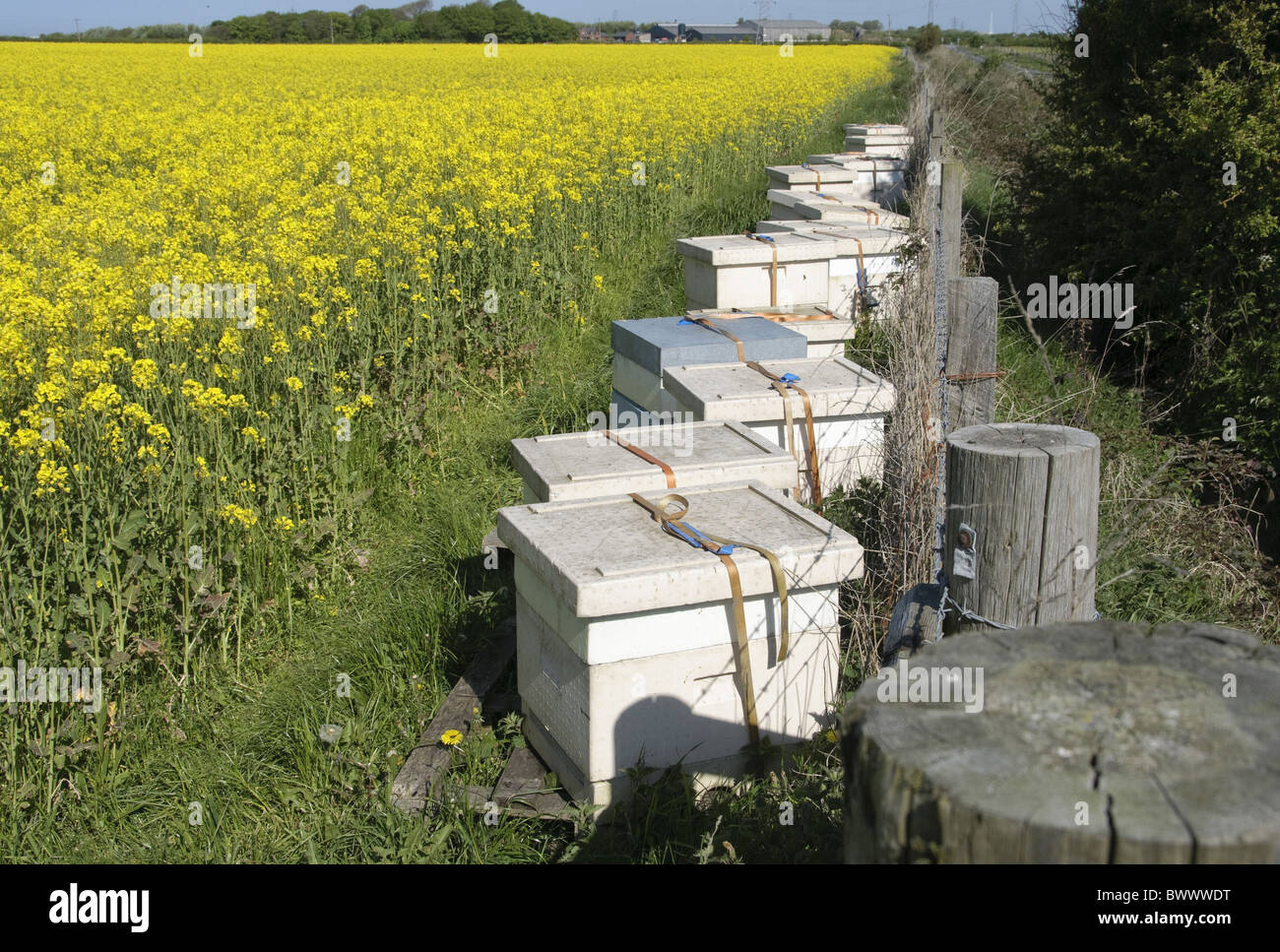 bees hives honey oilseed rape farm farms farming bee bees "bee-keeping ...