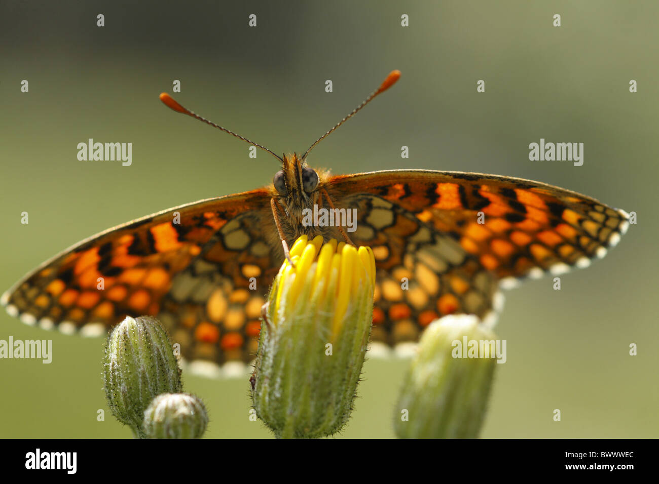 France French Pyrenees ariege nature natural wild wildlife environment ...