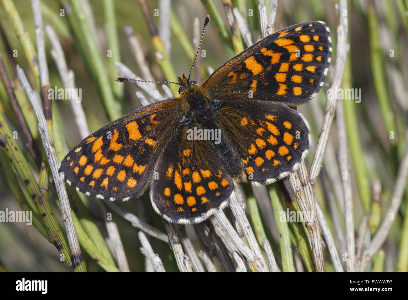 France French Pyrenees ariege nature natural wild wildlife environment ...