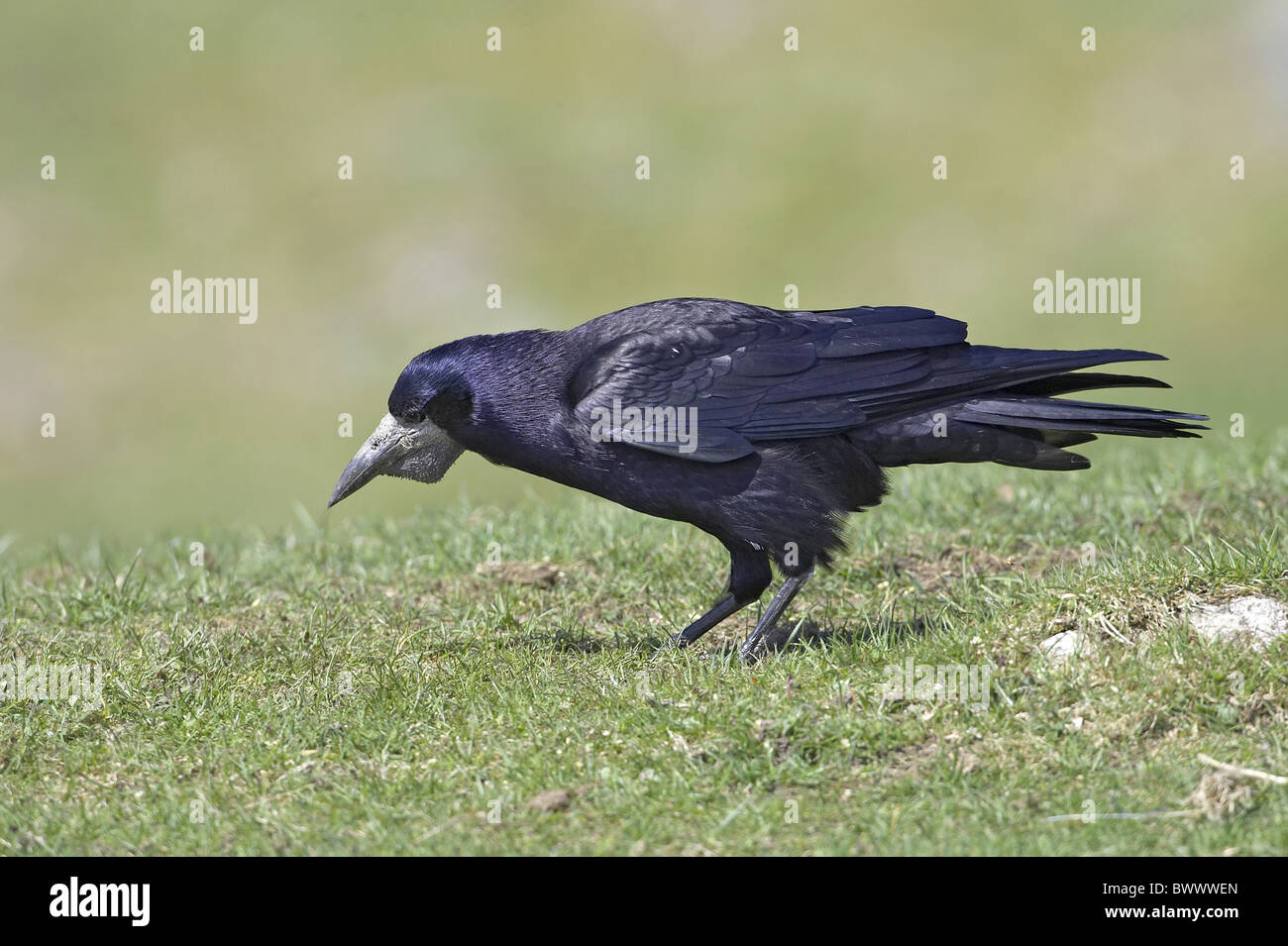 Eurasian rooks hi-res stock photography and images - Alamy