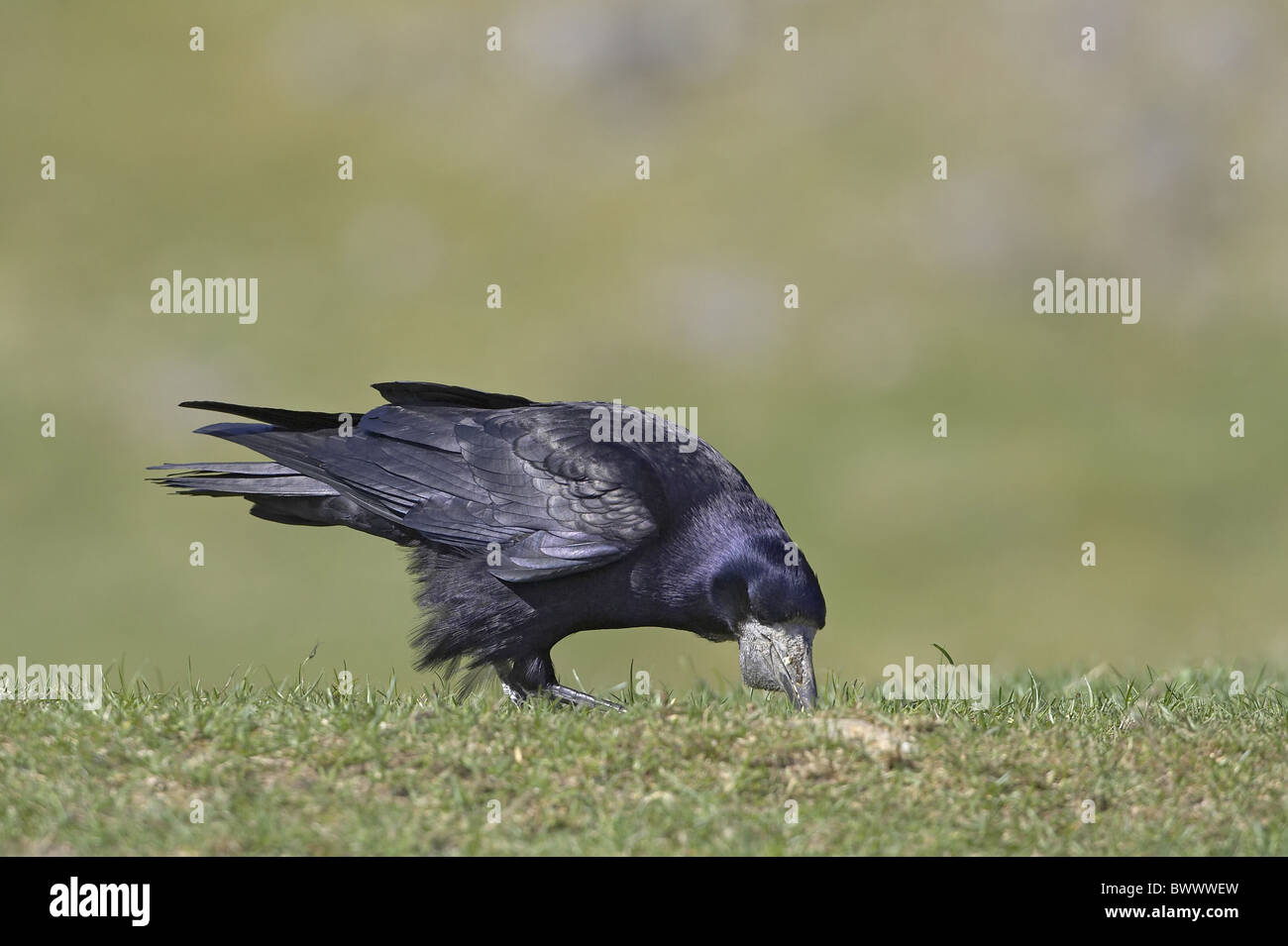 Rook (Corvus frugilegus) adult, with full crop, feeding in field ...